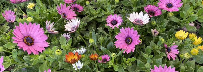 Rowena Garden Centre